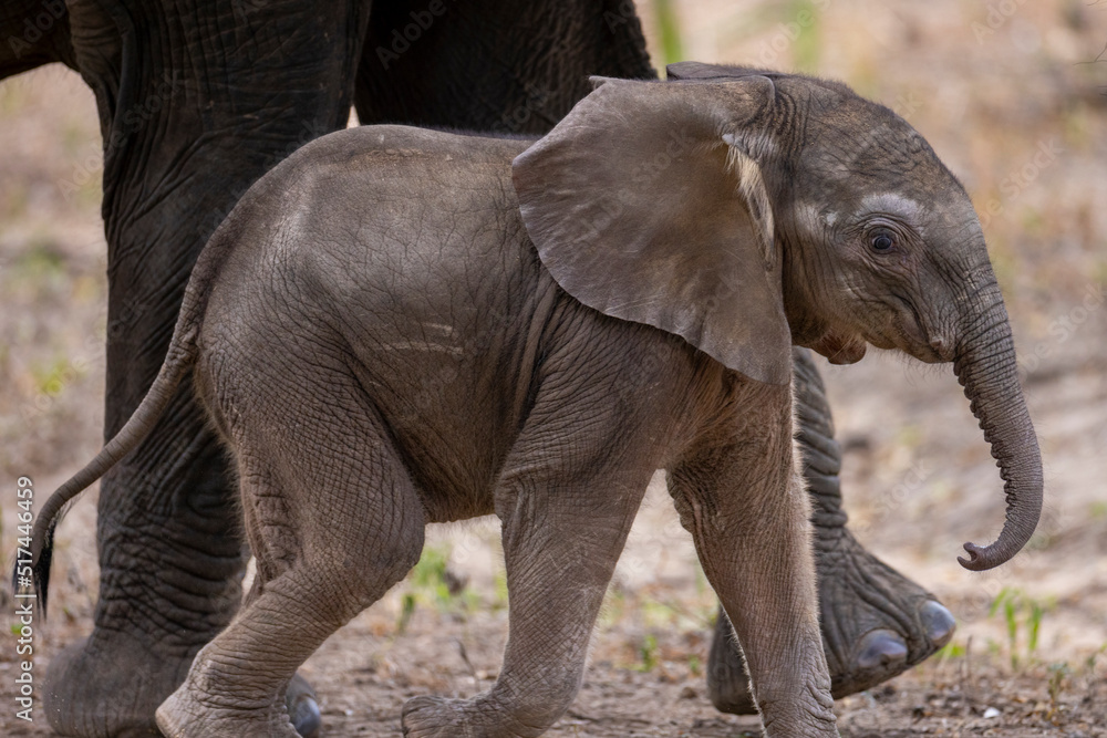 Baby elephant calf walking alongside its mother in natural African ...