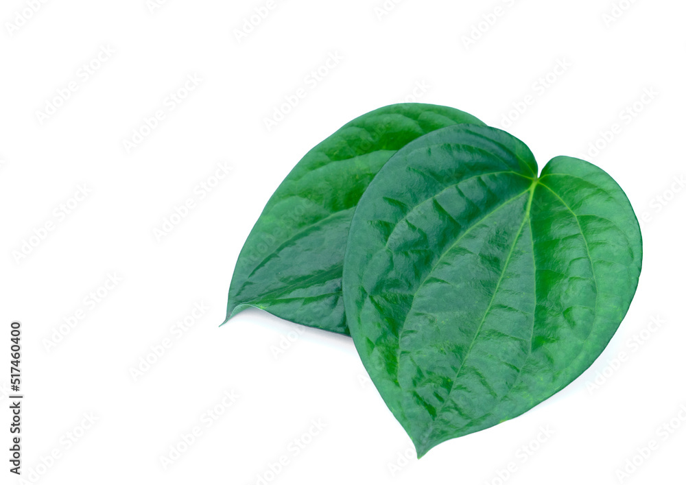 ฺBetel leaves, greenery herbal plant isolated on white background ...