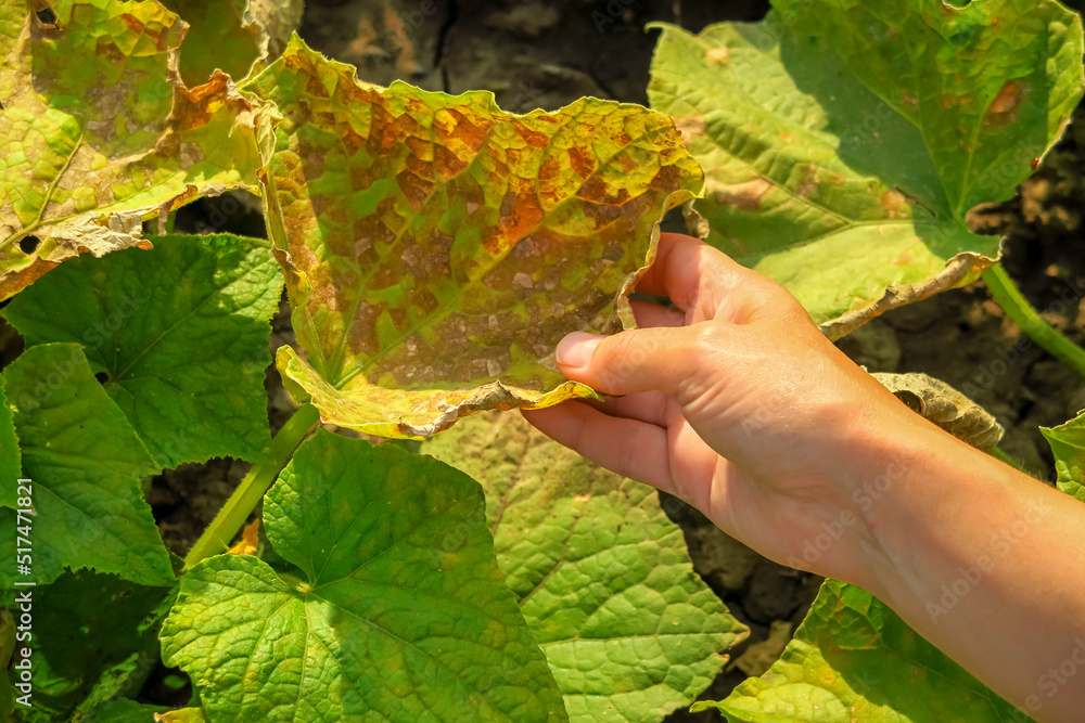 dry yellow spoiled leaves of cucumbers. cucumber disease, pest problem ...