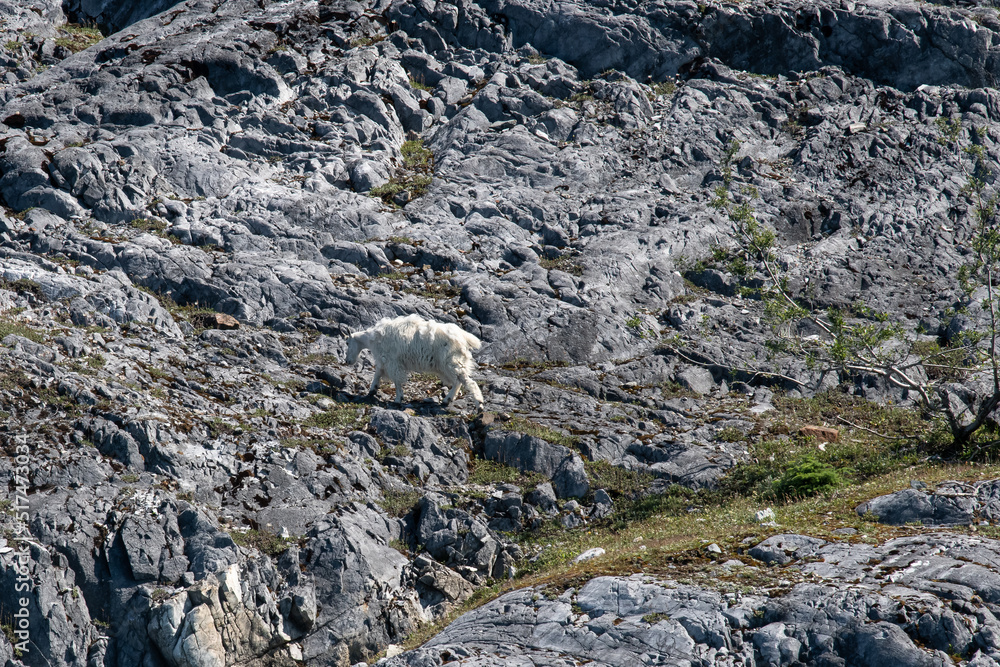 Bergziege, auch Mountain Goat, in einer Felswand am Ufer der Glacier ...