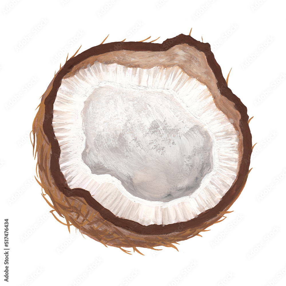 half of a coconut in the husk isometric drawing. hand drawn gouache in ...