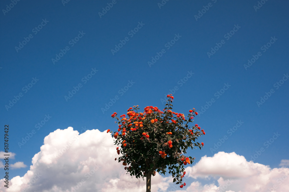 Flamboyant Flame Tree Royal Poinciana Red on blue sky background Stock ...