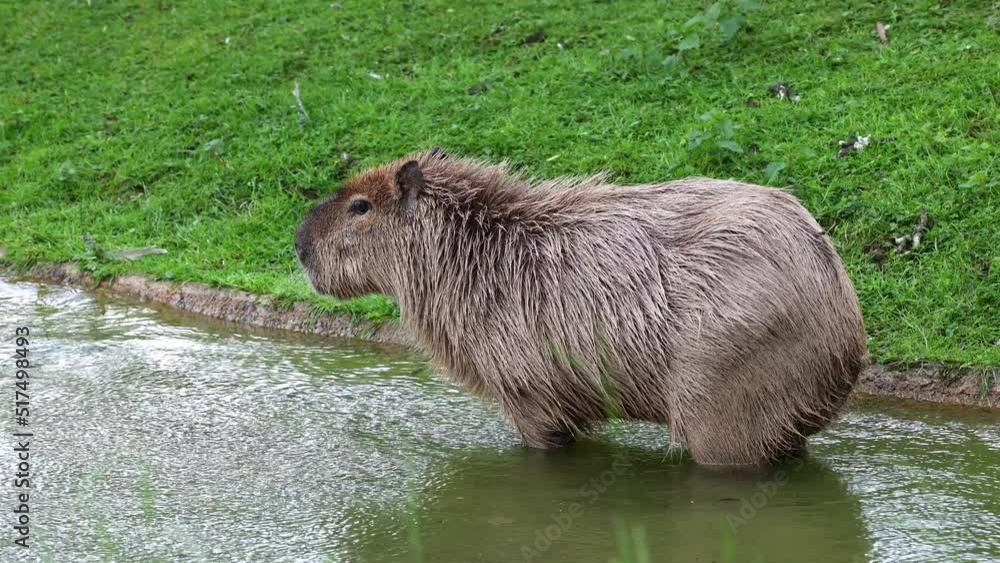 The capybara, Hydrochoerus hydrochaeris is the largest extant rodent in ...