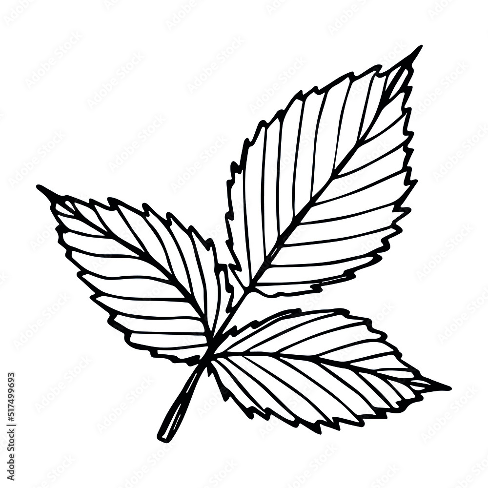 Vector raspberry leaf clipart. Hand drawn plant illustration. For print ...