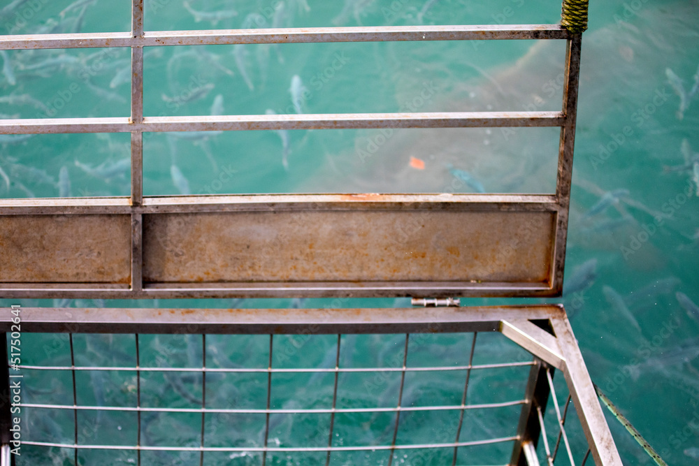 Door of the shark observation cage at the shark alley in the Atlantic ...