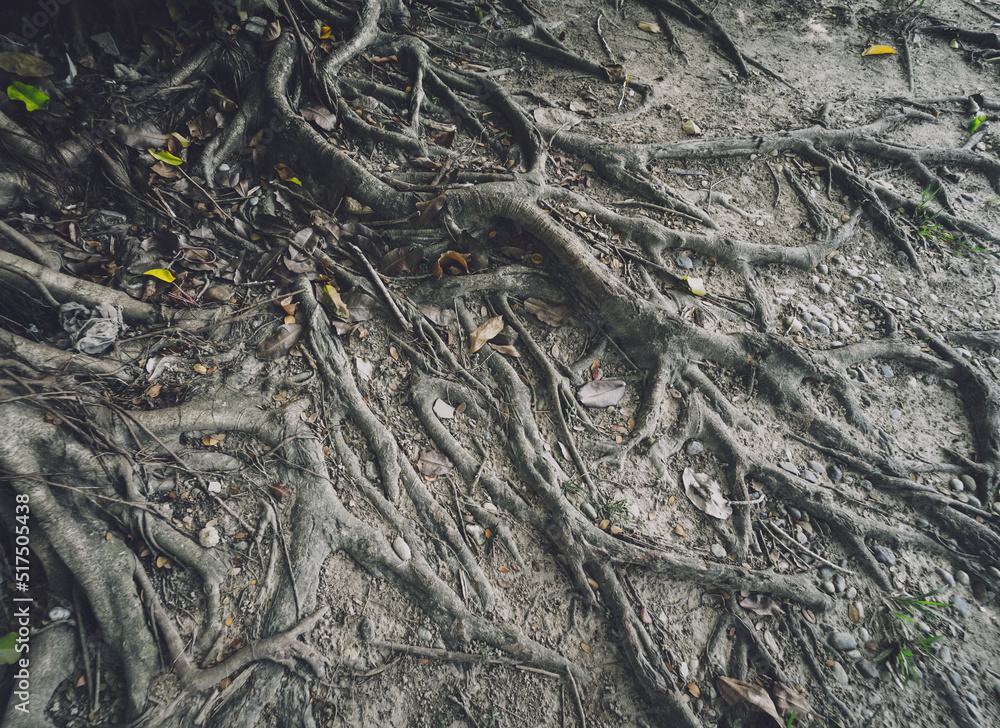 Roots of banyan tree in Thailand's forests Stock Photo | Adobe Stock