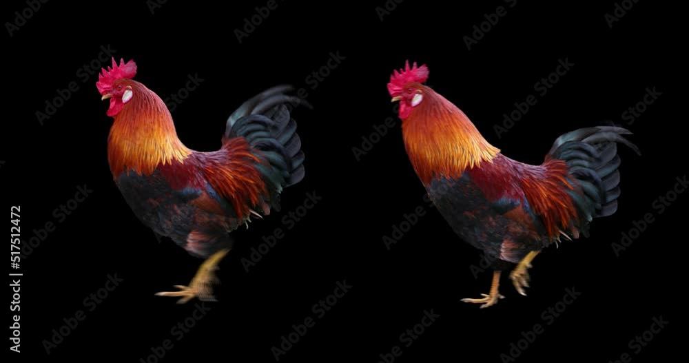 Set of rooster running and walking realistic animation. Isolated animal ...