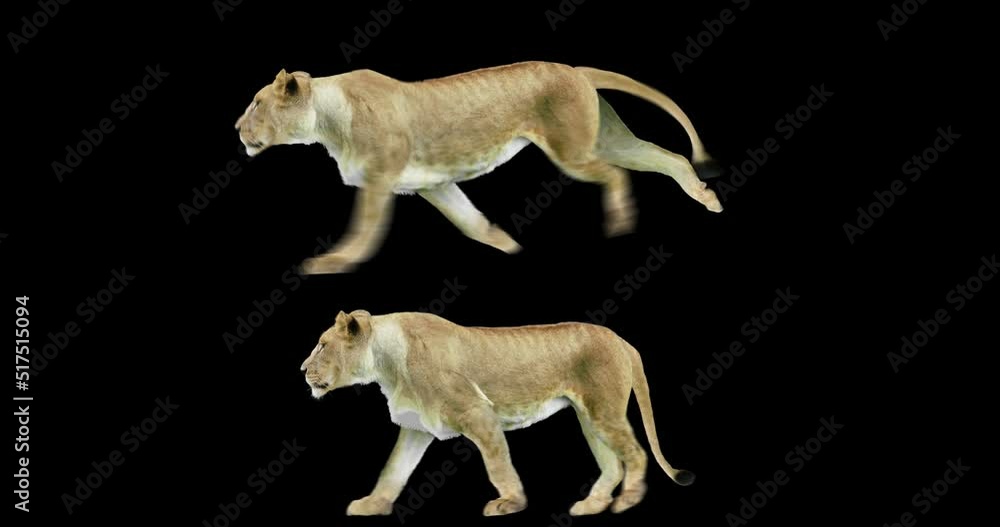 Set of lioness walking and running realistic animation. An isolated ...