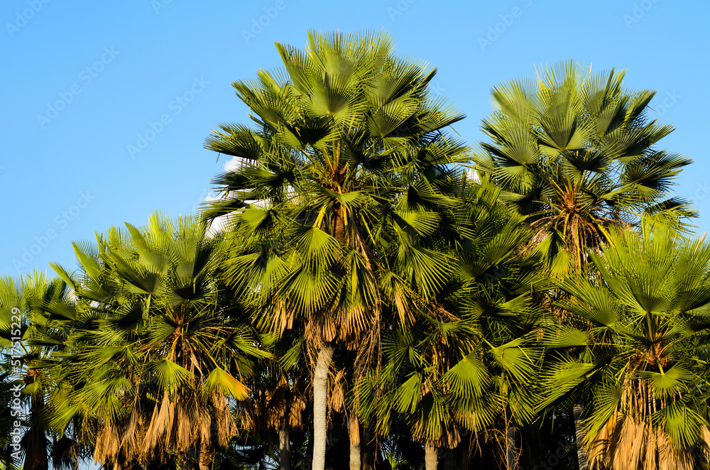 Foto de carnauba palm or carnaubeira or copernicia prunifera do Stock ...