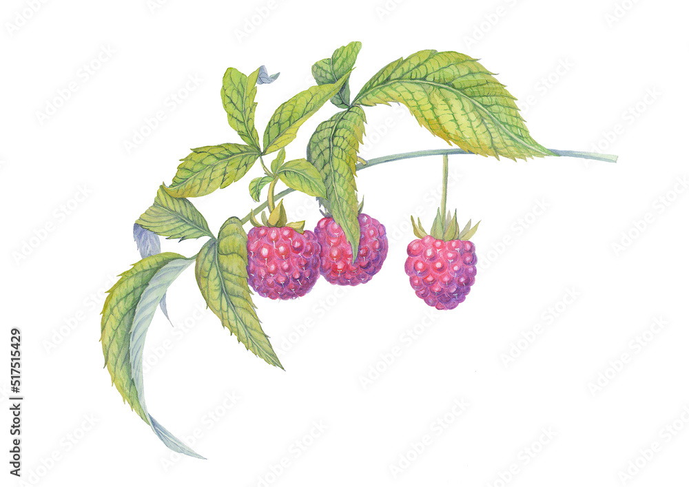 watercolor image of a raspberry branch with berries and leaves Stock ...