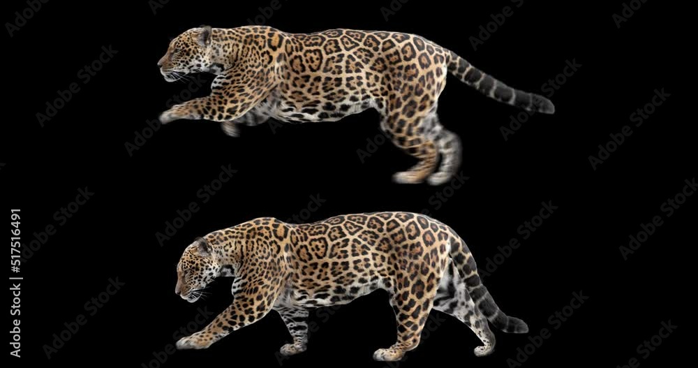 Set of jaguar walking and running realistic animation. Isolated animal ...
