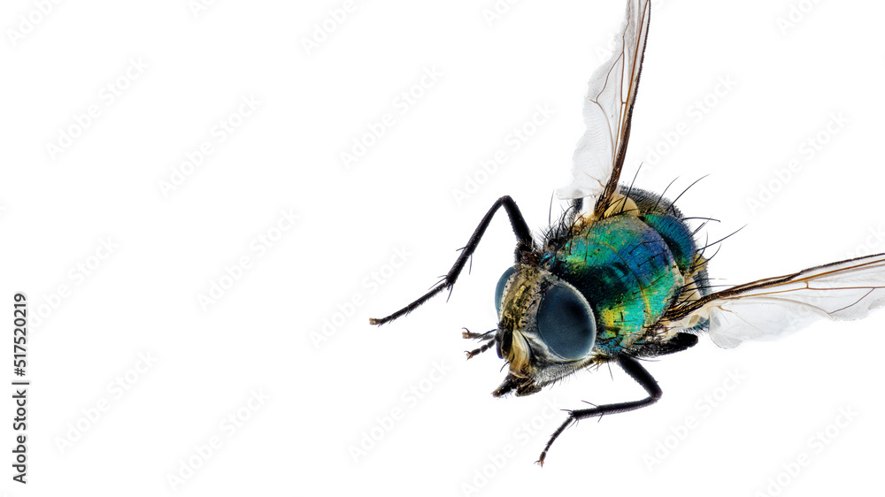 Fly isolated on white background Stock Photo | Adobe Stock