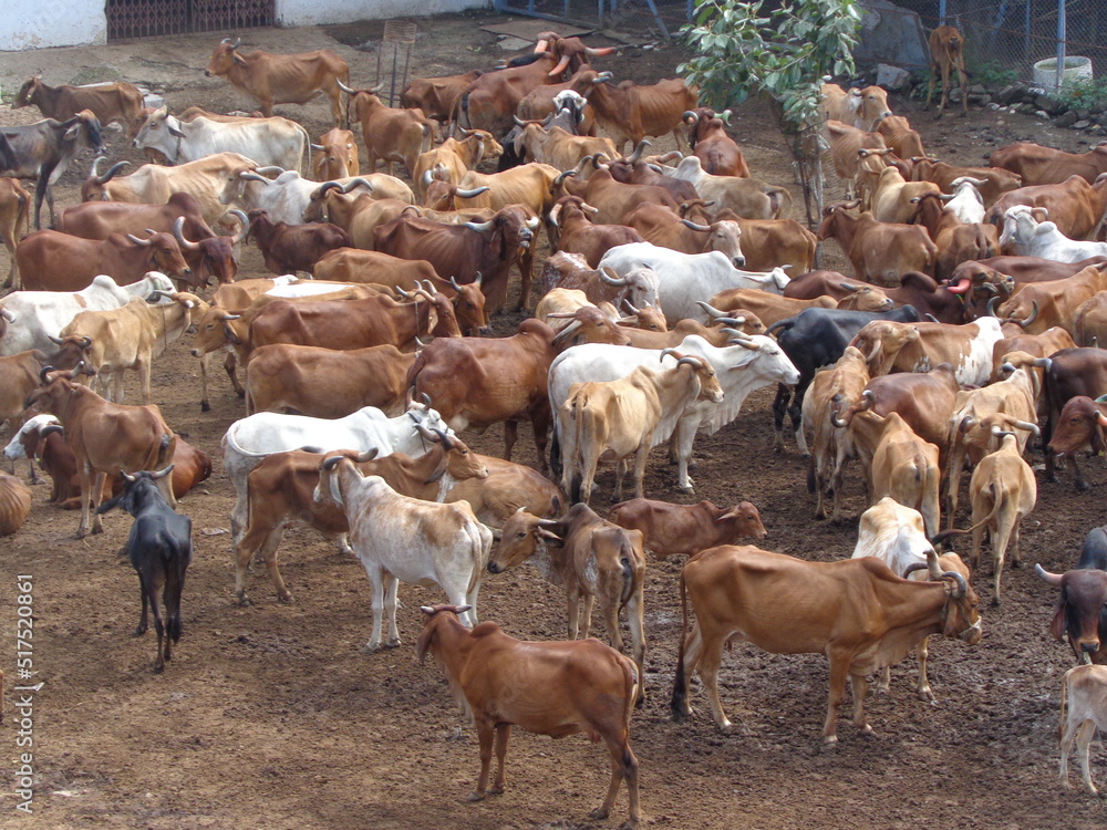 Mumbai, India 14th March 2022: Goshala, Gaushalas, or Goshalas are ...