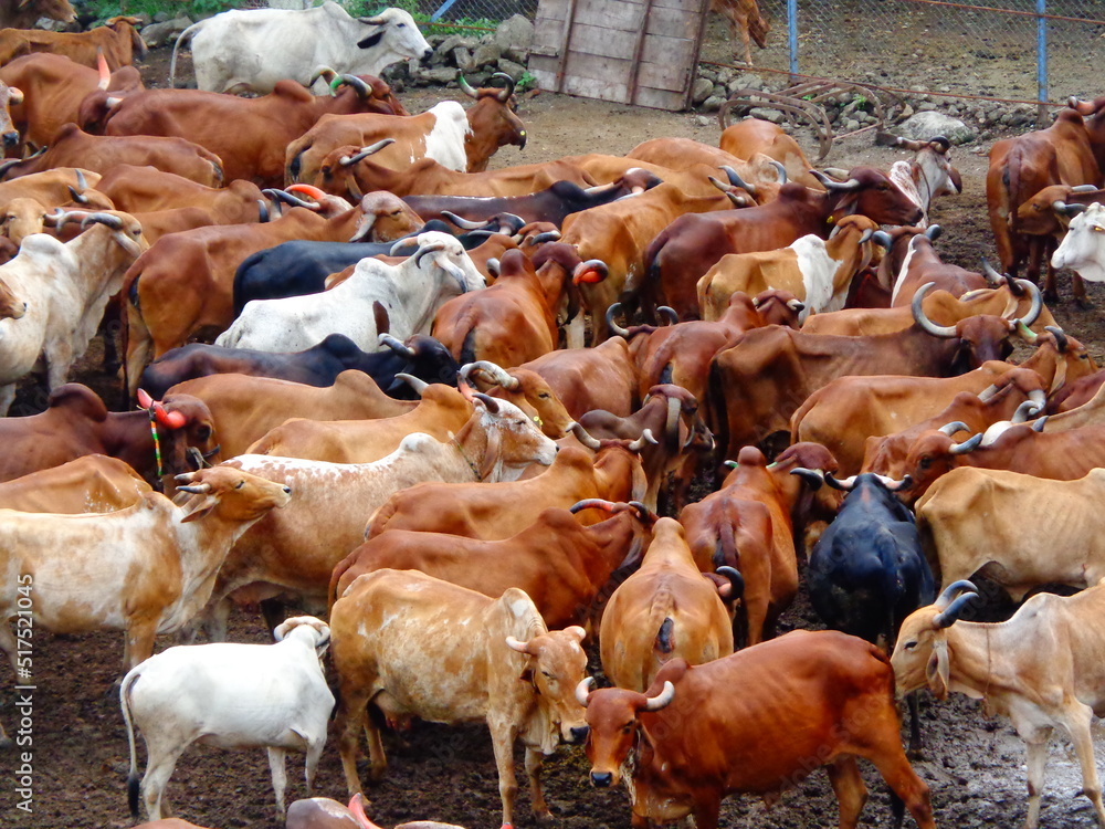 Mumbai, India 14th March 2022: Goshala, Gaushalas, or Goshalas are ...