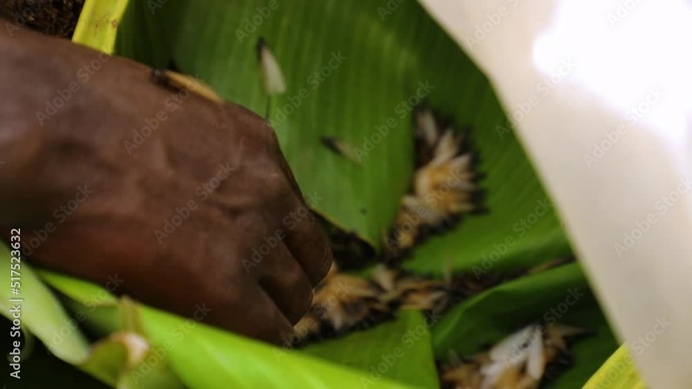 Black hand taking termite out of the banana leaf, lots of termites with ...
