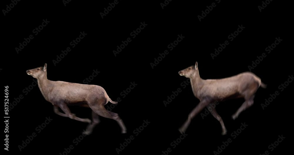 Set of female red deer running and jumping. Isolated cyclic animation ...