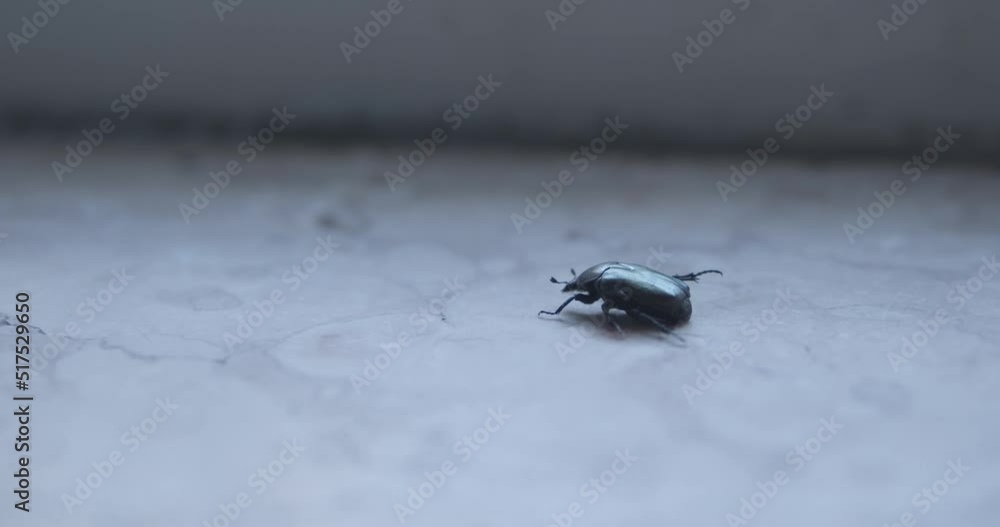 A small green beetle drags itself on cold marble. Beautiful Cotinis ...