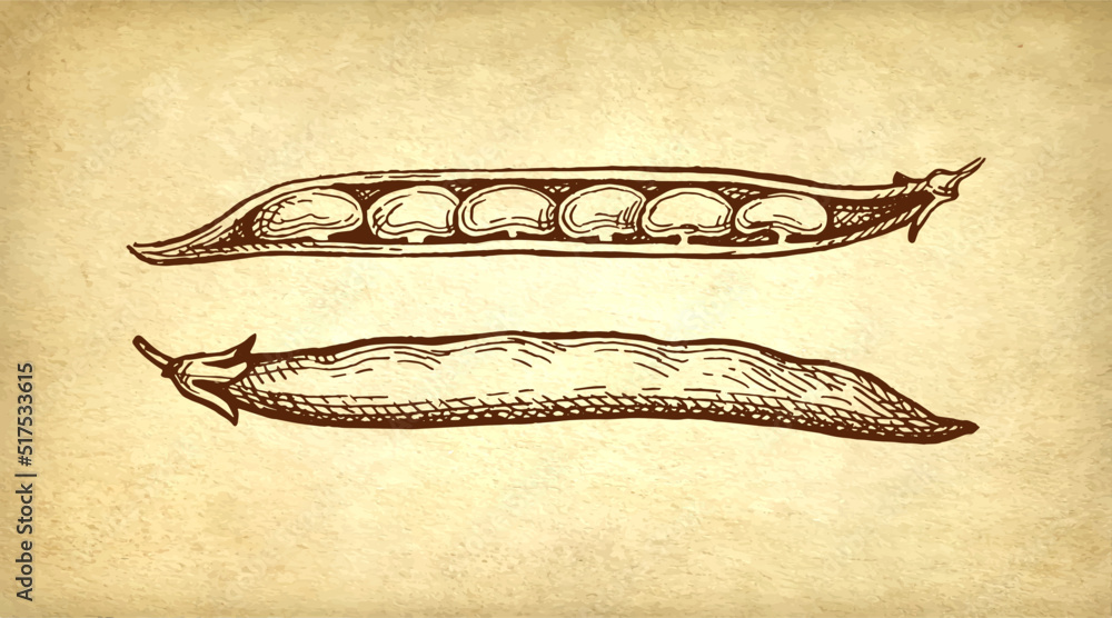 Common bean ink sketch Stock Vector | Adobe Stock