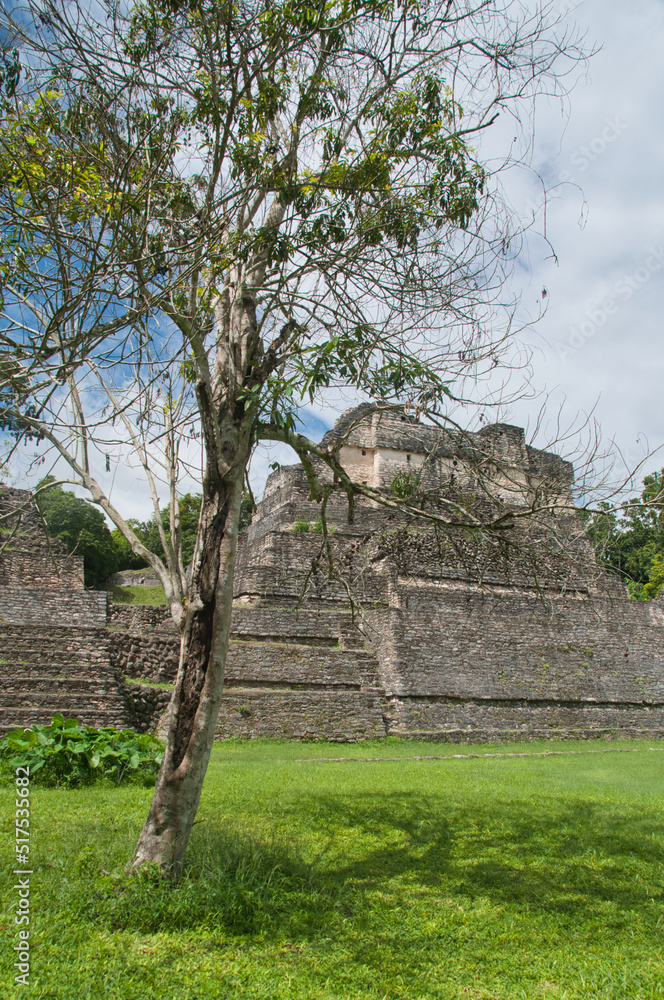 Big building of ancient Mayan ruins of Caracol, Belize behind a tree ...