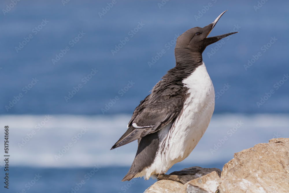 Common murre or common guillemot - Uria aalge - calling on cliff with ...