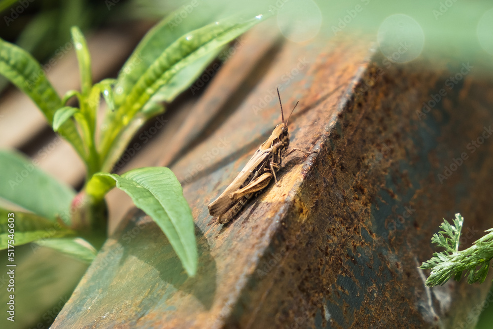 Grasshopper. Grasshoppers are edible bugs. One of the most antioxidant ...