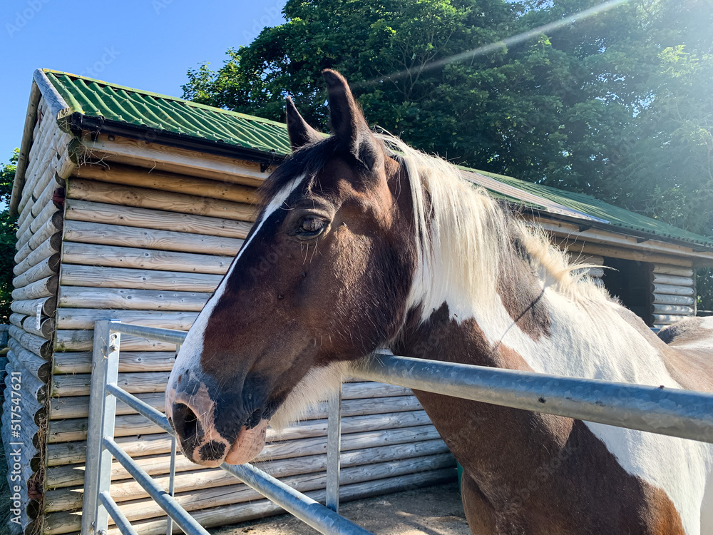Horse in outdoor stable. Animal farm in English countryside ...