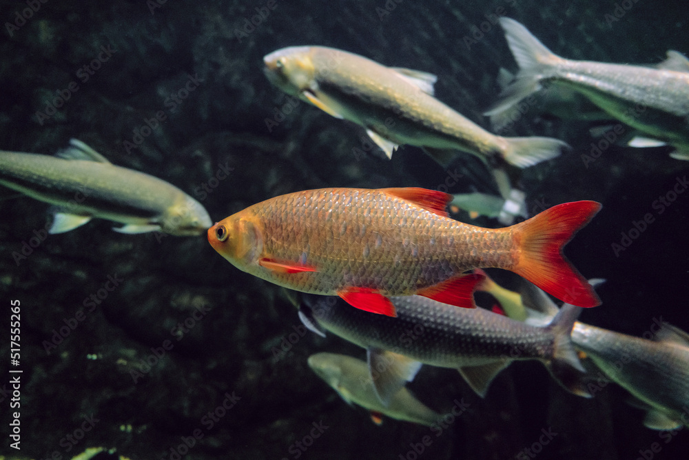 Foto de Rudd fish swims underwater. Rudds - species of freshwater fish ...