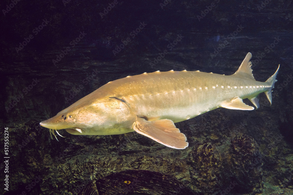 Kaluga fish (Huso dauricus) is a freshwater fish of the Beluga genus ...