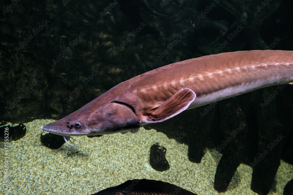 Beluga fish (Huso huso) is a fish of the sturgeon family (Acipenseridae ...