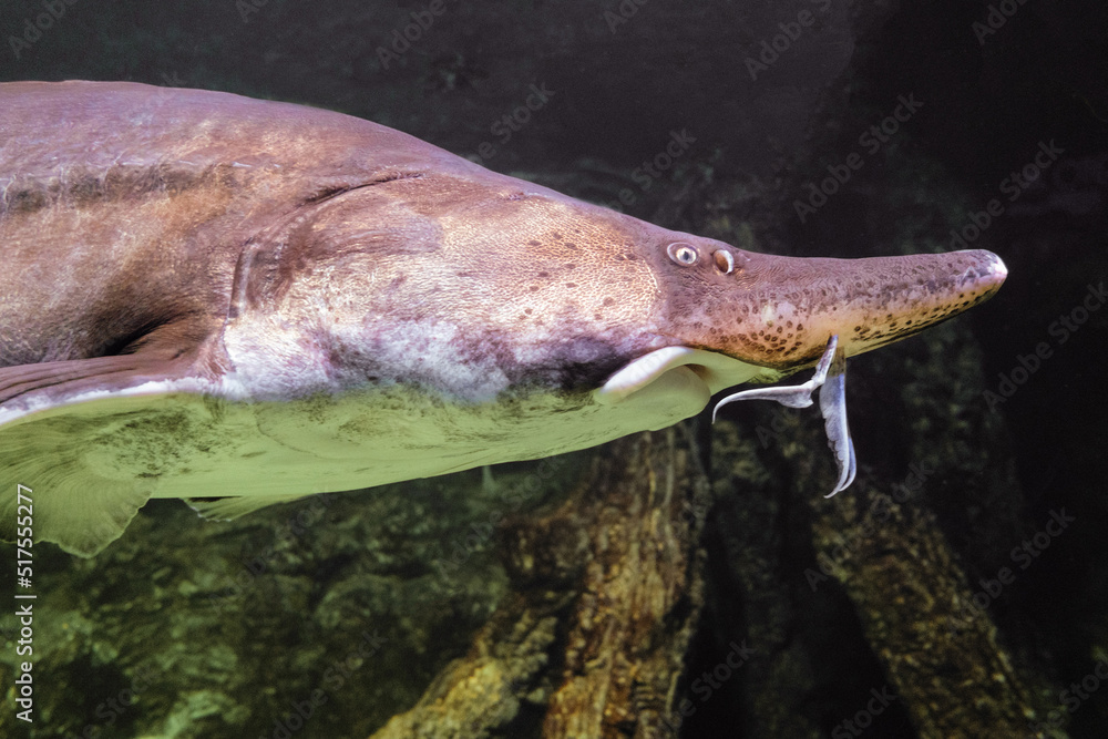 Beluga fish (Huso huso) is a fish of the sturgeon family (Acipenseridae ...