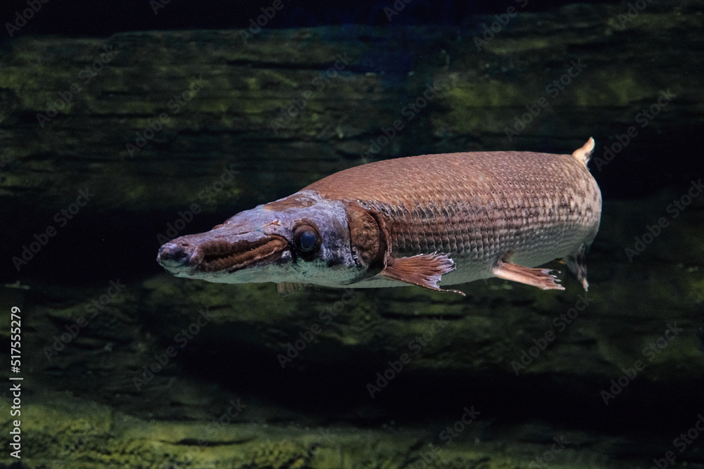 Longnose Gar. Armored pike, or long-nosed shells - ray-finned fish from ...
