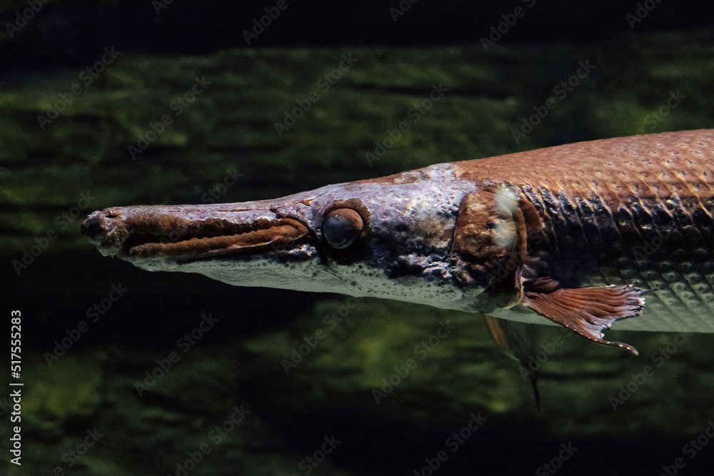Armored pike, or long-nosed shells - ray-finned fish from the family of ...