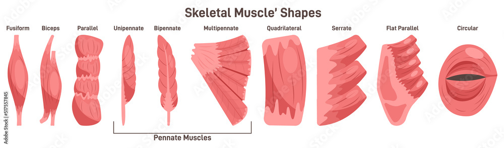Skeletal muscle shape. Didactic scheme of anatomy of human muscular ...