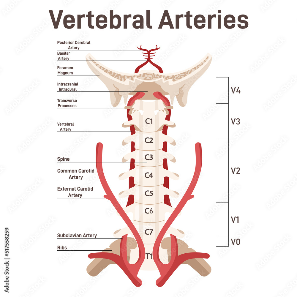 Head and neck circulatory system. Anatomical diagram of vertebral ...