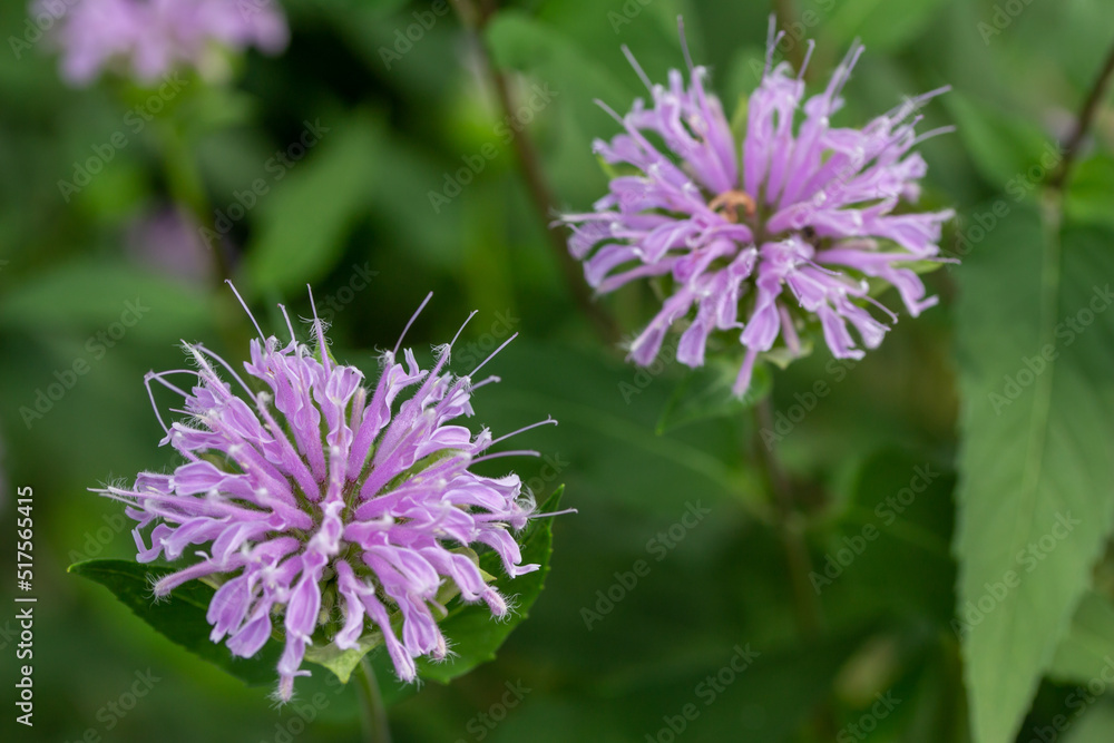 Macro texture background view of purple monarda fistulosa (bee balm ...