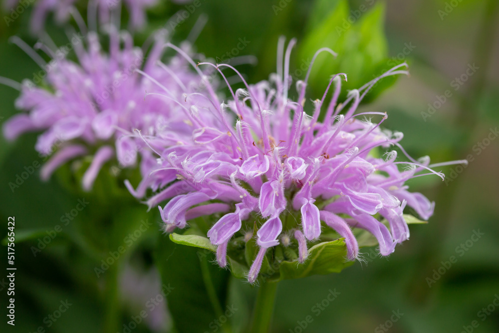 Macro texture background view of purple monarda fistulosa (bee balm ...