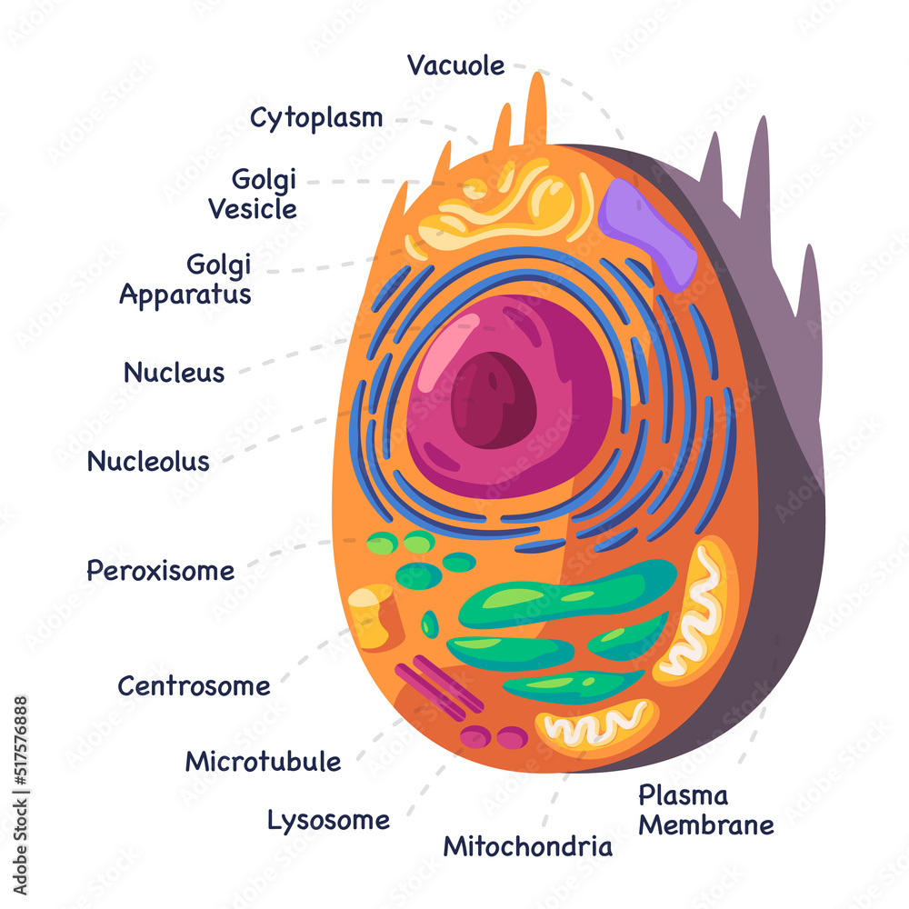 Structure human animal cell anatomy diagram of mitochondion to nucleus ...