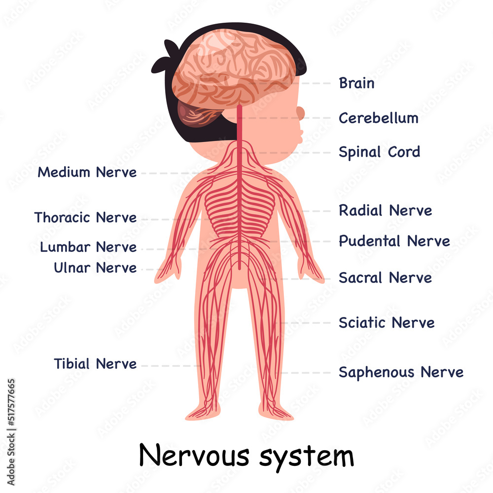 Nervous system nerve body system anatomical internal organ graphic ...