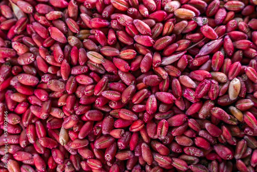Poison for rodents from wheat dyed in a bright rich red pink color ...