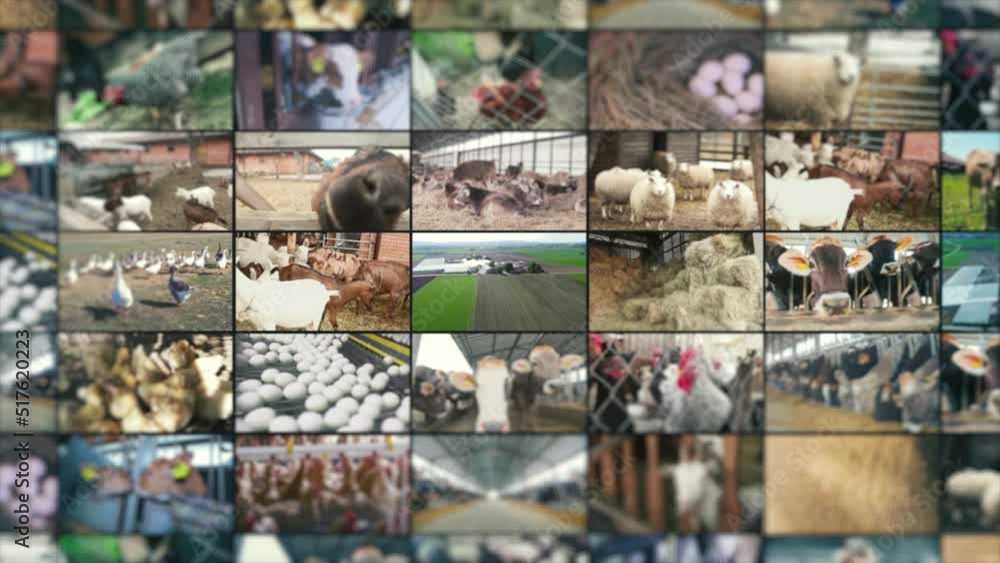 Animals on the farm. Farm from inside video wall. Agriculture split ...