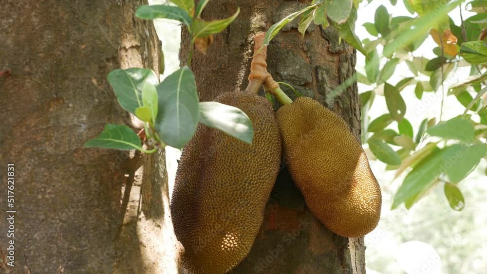 Large jackfruit hangs from a jackfruit tree in the garden. Asian summer ...