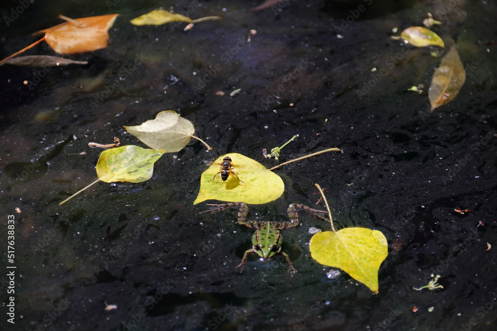 Beute und Jäger Stock Photo | Adobe Stock