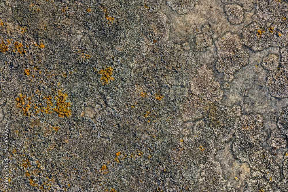 Golden moonglow lichen on quartzite sandstone surface. A pioneer lichen ...