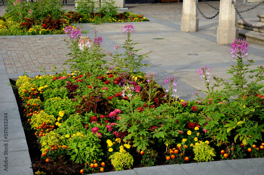 commonly known as spider flower, spider plant, pink queen, or ...