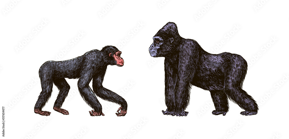 Bonobo or chimpanzee, Western gorilla , Orangutan in vintage style ... Bonobo or chimpanzee, Western gorilla , Orangutan in vintage style ...
