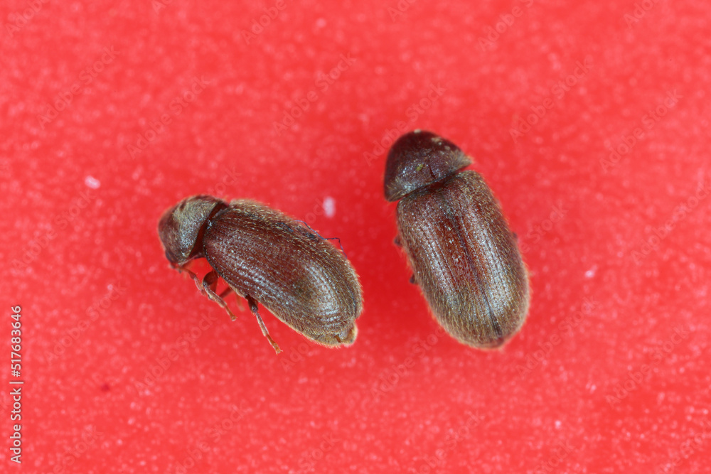 The drugstore beetles (Stegobium paniceum), also known as the bread ...