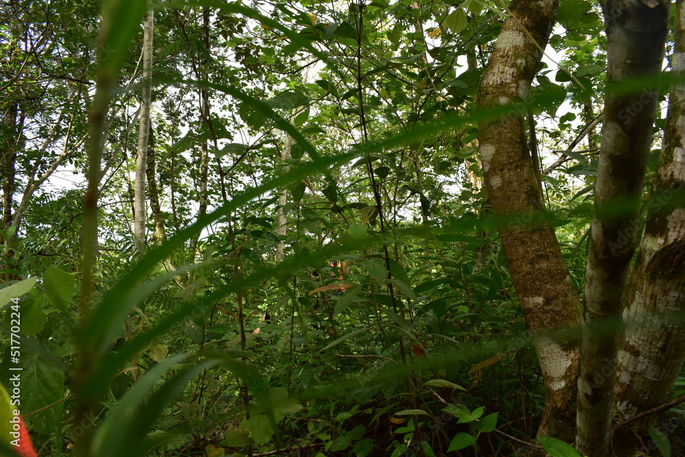 Batang toru tropical rain forest in Indonesia is one of the primary ...