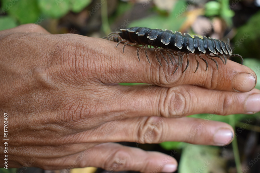 Giant millipede or Archispirostreptus gigas or keluwing in the forest ...