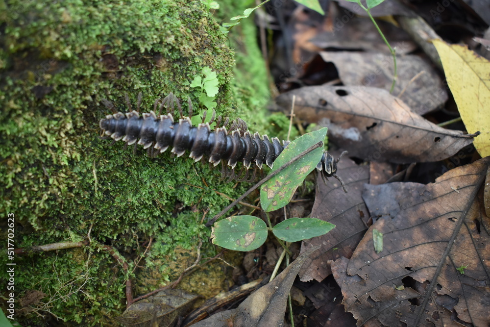 Giant millipede or Archispirostreptus gigas or keluwing in the forest ...