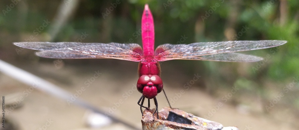 Dragonfly with beautiful bright pink and red color body resting with ...